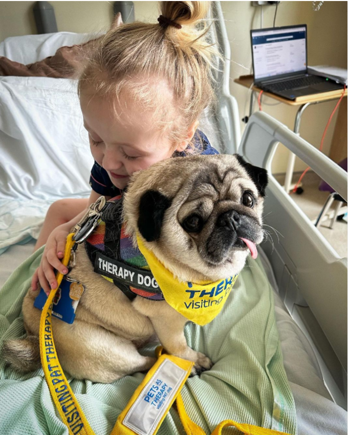 Part of the PAT pack; The pug helping poorly pals at Royal Manchester ...